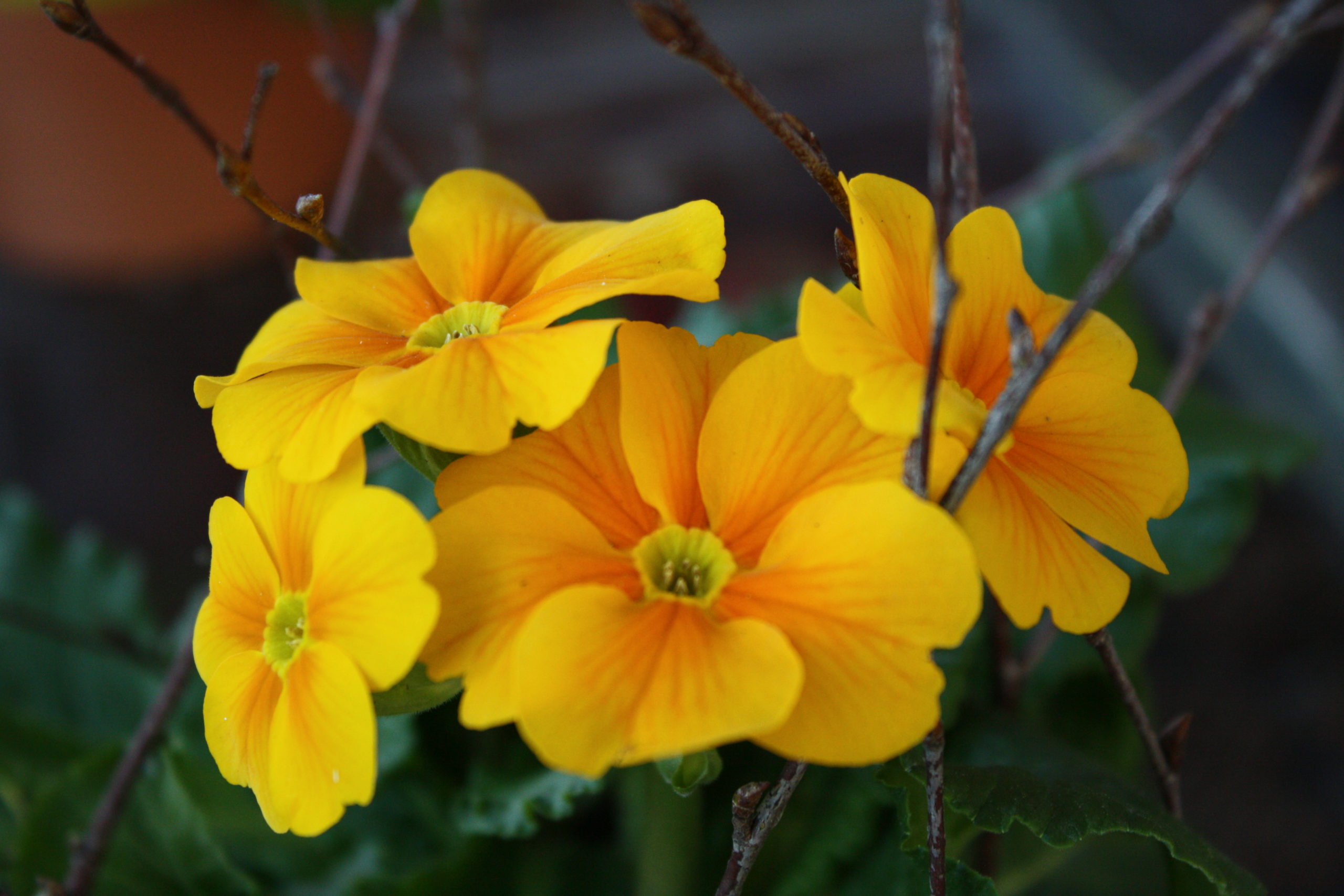 Gärtnerei Reichert Meran – Blumen Floristik Garten