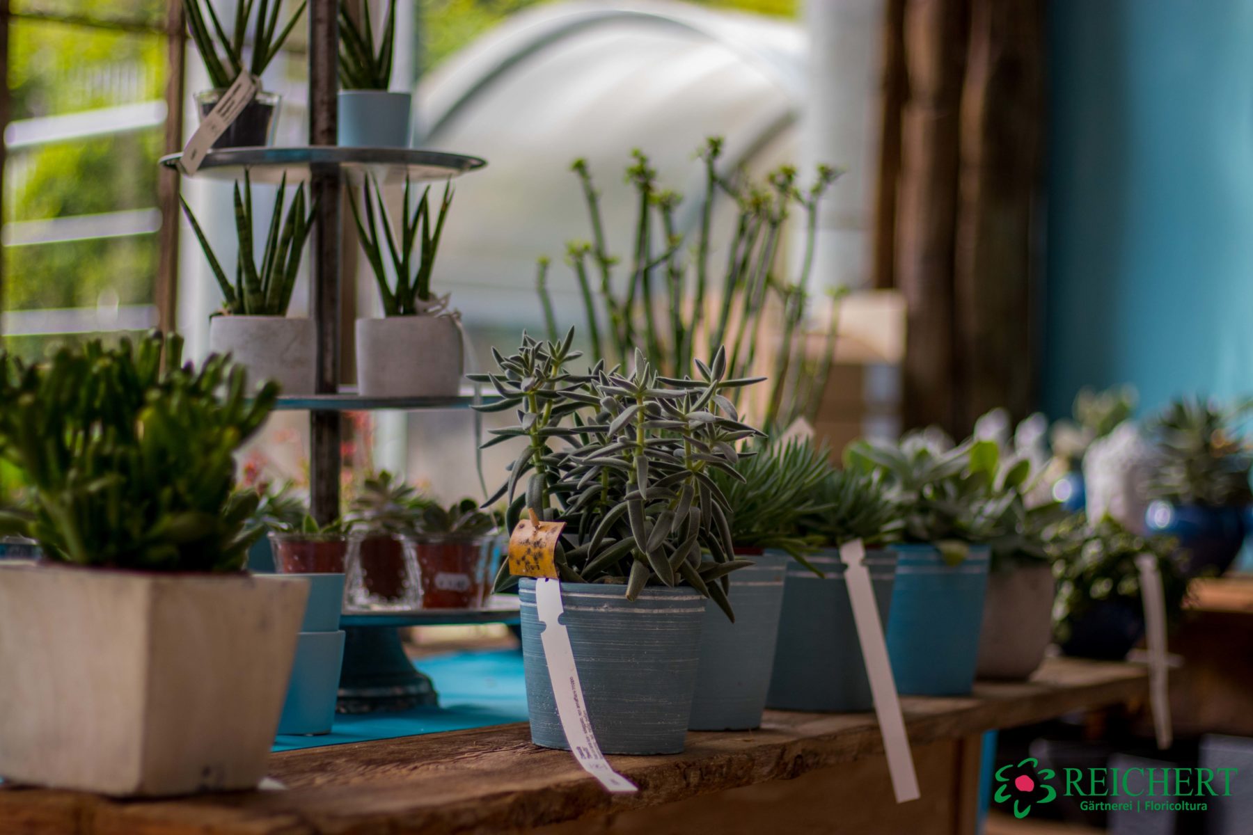 Gärtnerei Reichert Meran – Blumen Floristik Garten
