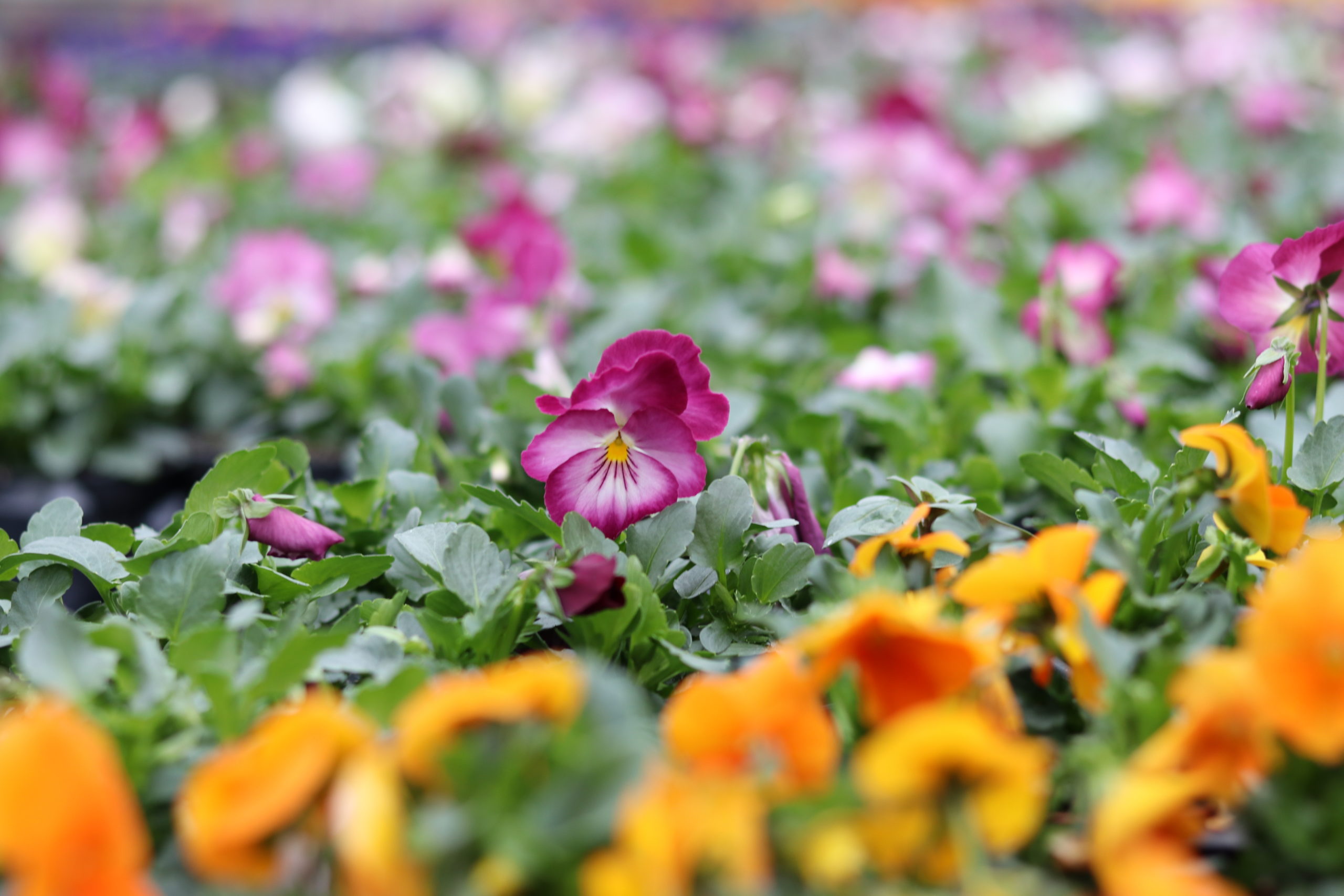Gärtnerei Reichert Meran – Blumen Floristik Garten