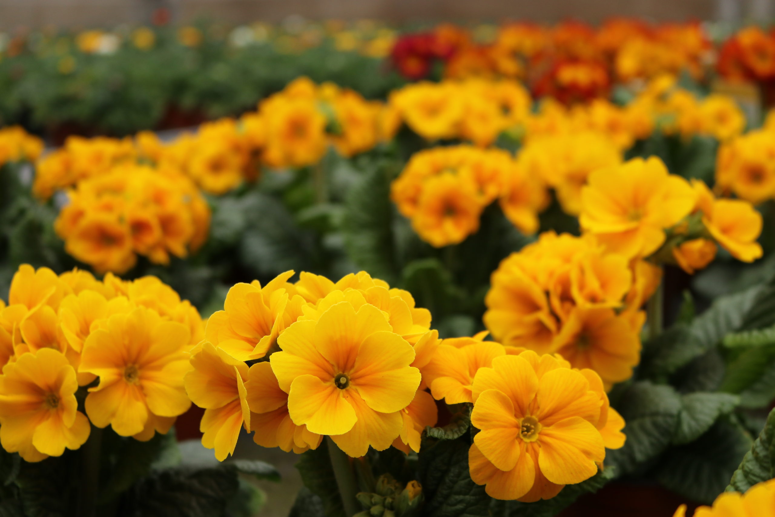 Gärtnerei Reichert Meran – Blumen Floristik Garten