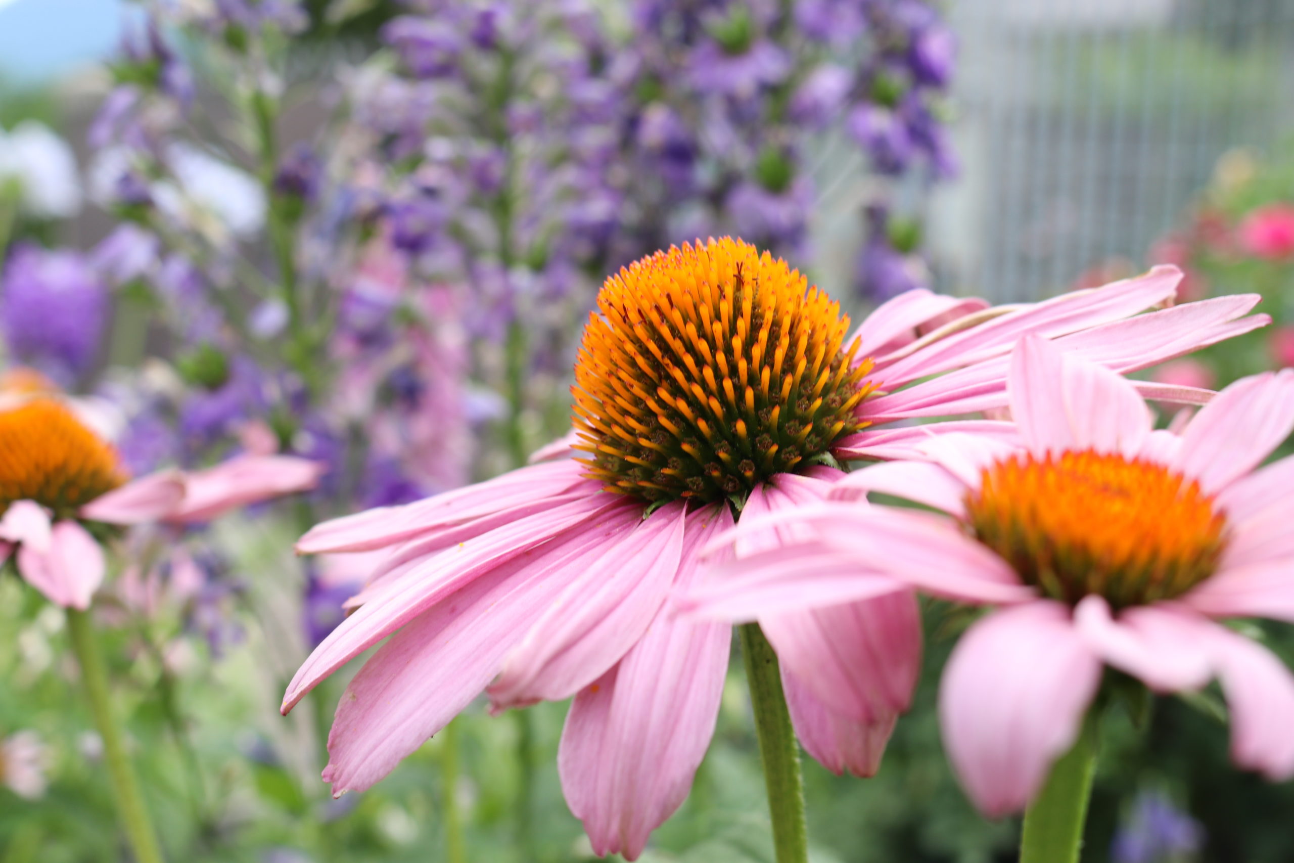 Gärtnerei Reichert Meran – Blumen Floristik Garten